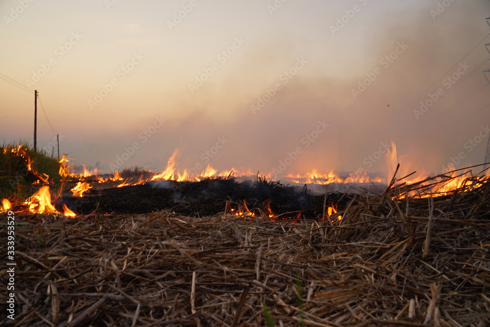 Burn rice stubble with flames and smoke causing PM2.5 dust. all around ...