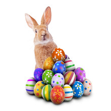 Easter Bunny With Eggs Free Stock Photo - Public Domain Pictures