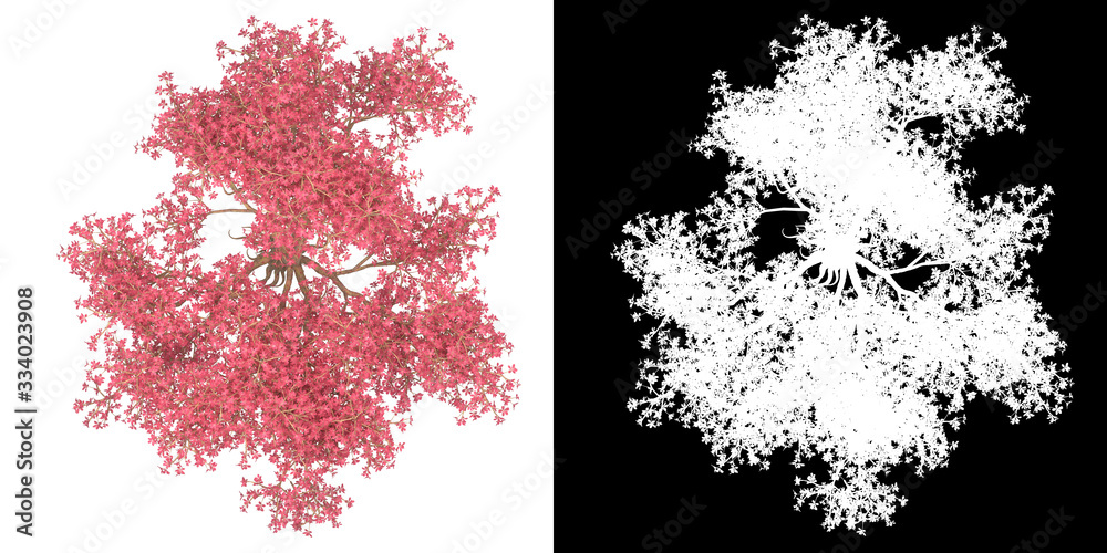 Top view of tree (Chorisia Speciosa) png with alpha channel to cutout ...