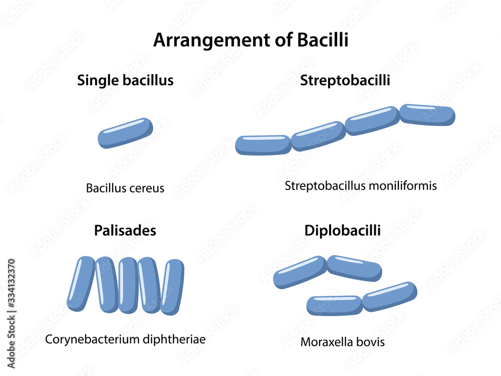 Rod-shaped bacteria morphology. Arrangements of bacilli: single bacillus, diplobacillus ...