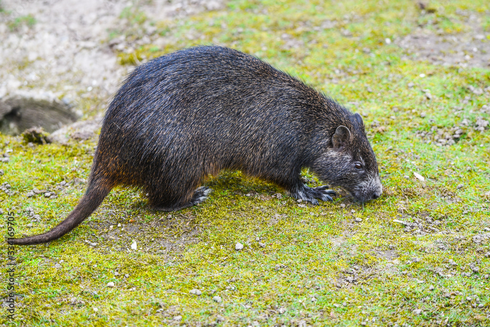 Desmarests hutia or Cuban hutia, Capromys pilorides. Endemic rodent ...