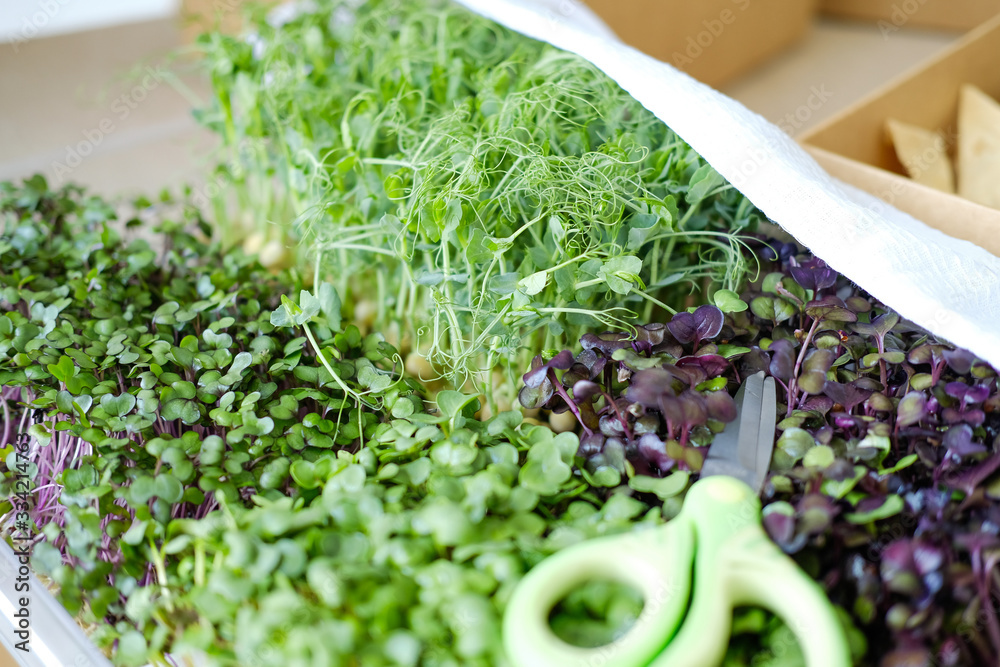 Growing micro-green for food. Basil, peas, arugula in a box in the ...
