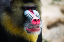 Mandrill Free Stock Photo - Public Domain Pictures