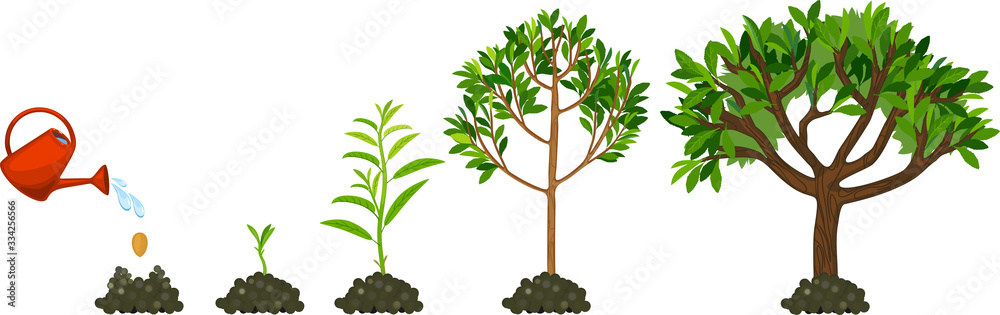 Stages of growth of tree. Life cycle of tree: from seed to large tree ...
