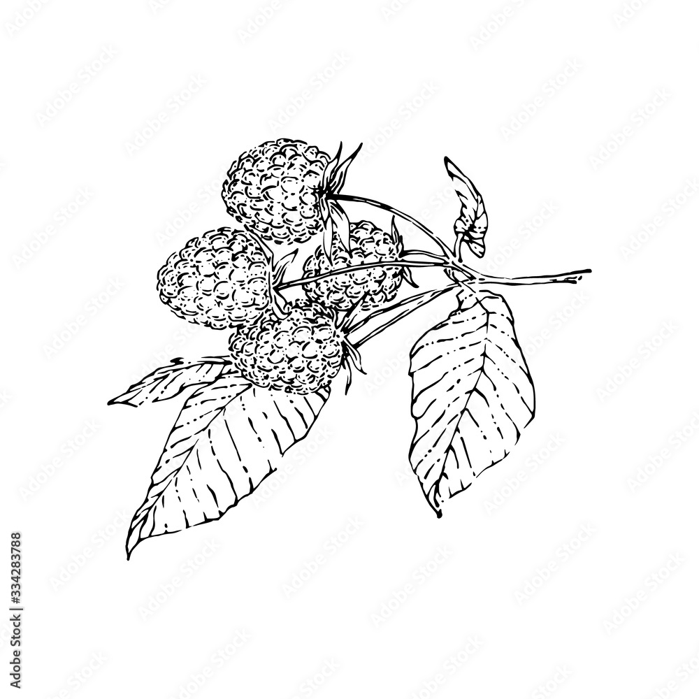 Hand drawn bunch of raspberries with berries. Sketch style vector ...