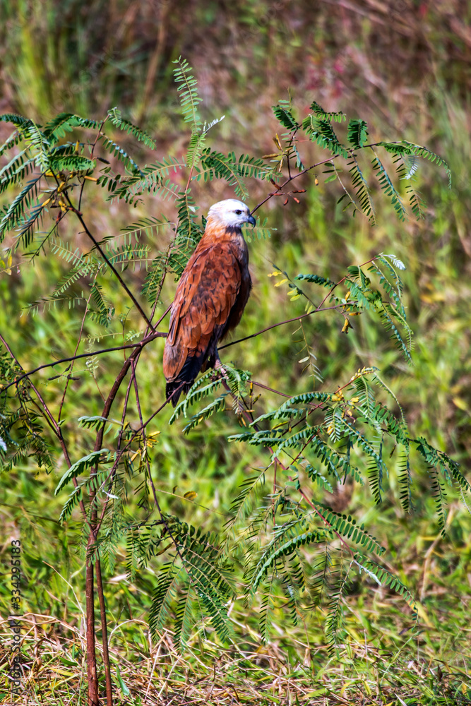 Black collared Hawk photographed in Corumba, Mato Grosso do Sul ...