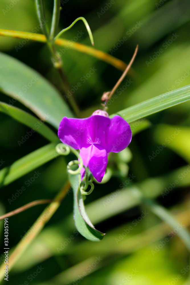 Marsh-Pea - Lathyrus palustris, a.k.a. Marsh Vetchling, photographed at ...