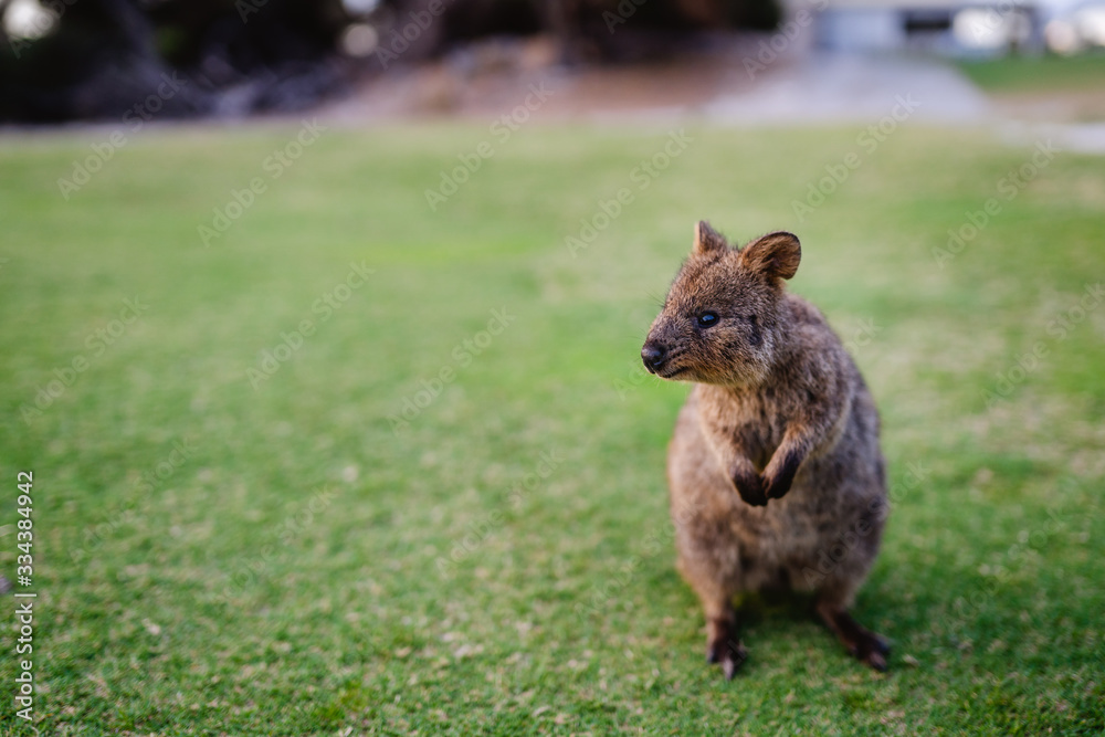 Quokka on Rottnest Island, Perth, Western Australia. The friendliest ...