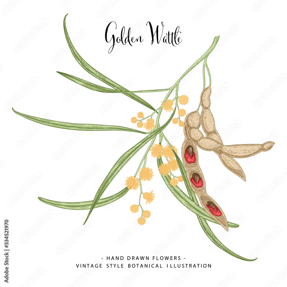 Vector Sketch Golden Wattle (acacia pycnantha) decorative set. Flowers ...