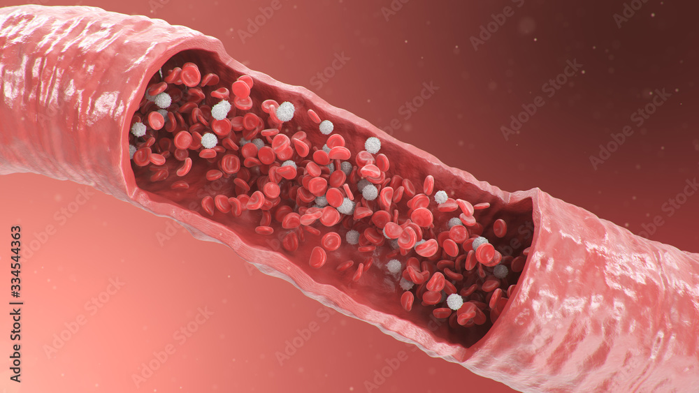 3d illustration of red blood cells inside an artery, vein. Healthy ...