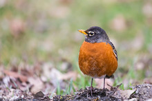 American Robin In Grass Close-up Free Stock Photo - Public Domain Pictures