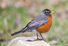 American Robin In Grass Close-up Free Stock Photo - Public Domain Pictures