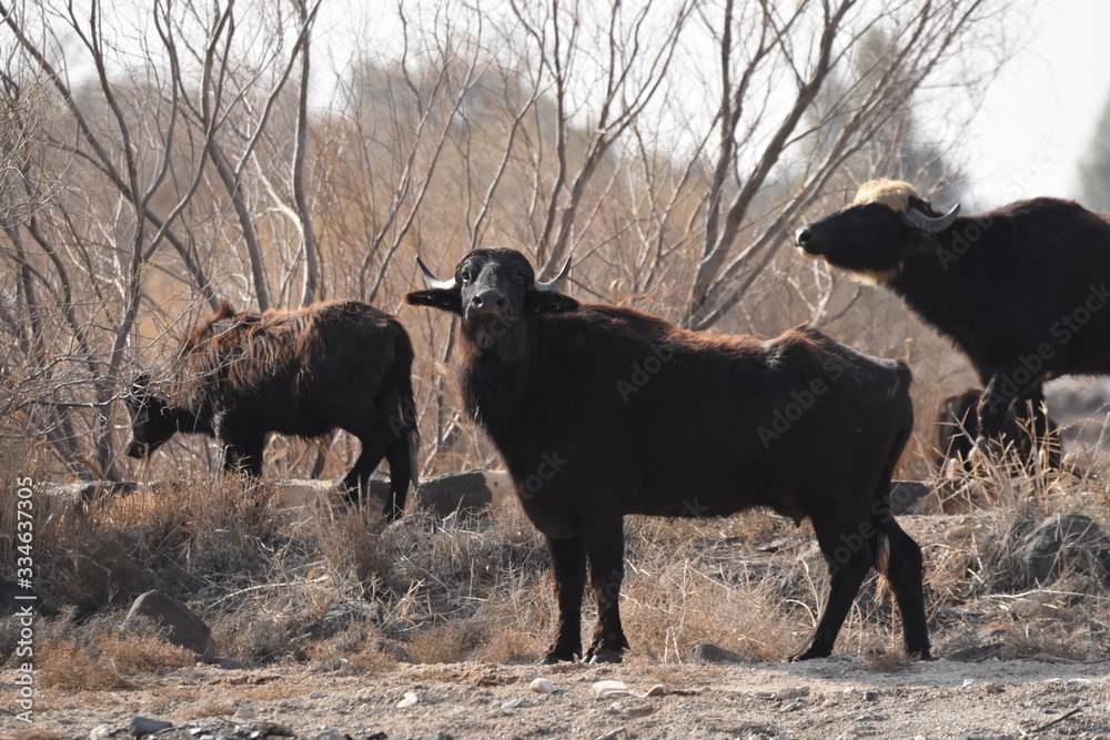 River buffalos. Species of wild ungulates reproduced in the Al Azrak ...