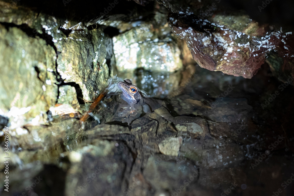 Tago frog living at slit of a rock, seems like an extremely small cave ...