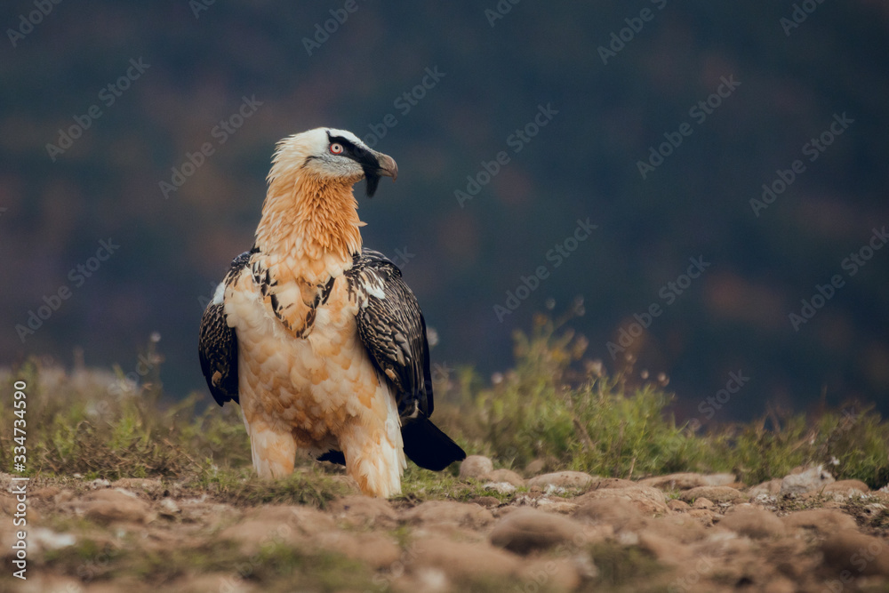 bearded vulture portrait of rare mountain bird, eating bones Stock ...