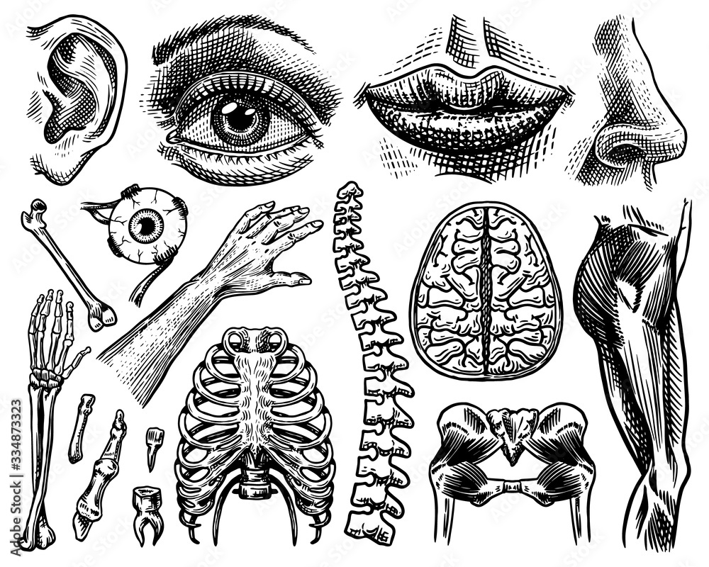 Anatomy of human bones and muscles set. Organ systems. Body and Thorax ...