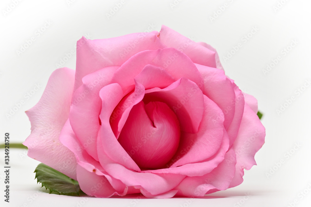 beautiful pink rose flower isolated on white background, concept image ...