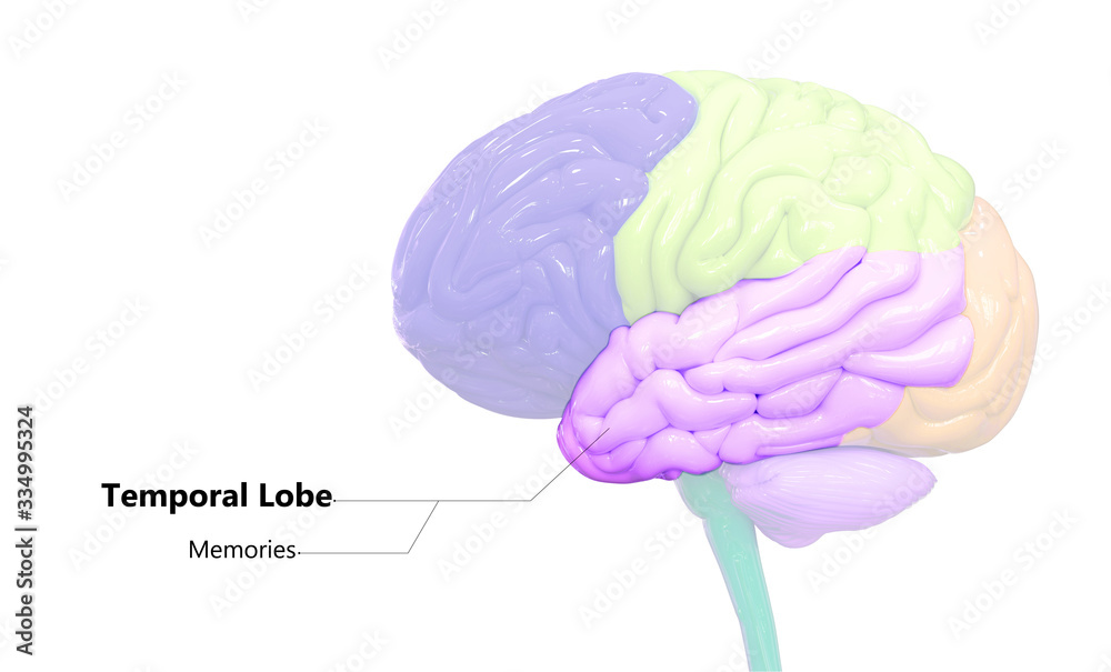 Central Organ of Human Nervous System Brain Lobes Temporal Lobe Anatomy ...