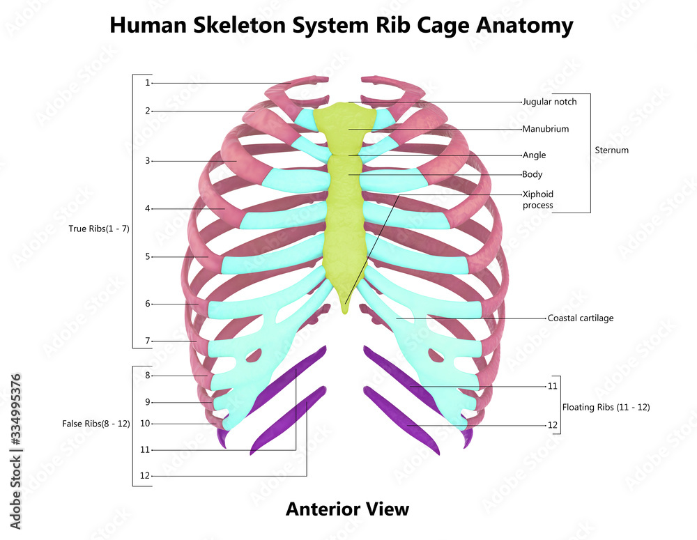 Human Skeleton System Rib Cage Described with Labels Anatomy Anterior ...