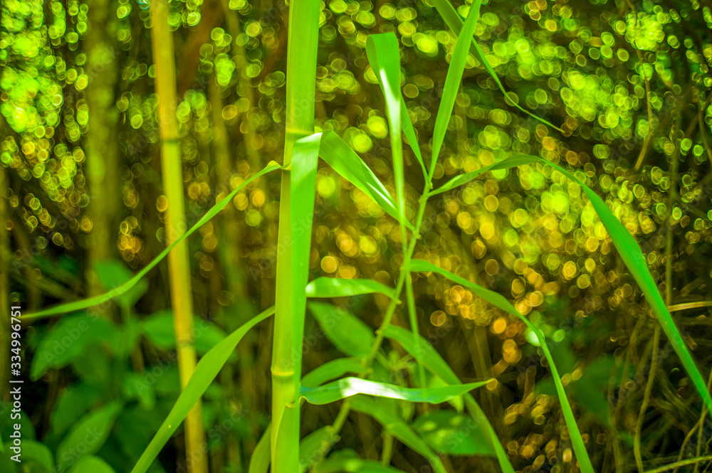 Bamboo Plant in forest of Giant Ferns with Large Green Leaves in ...