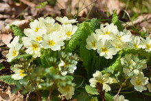 Yellow Primrose Wildflower Close-up Free Stock Photo - Public Domain ...