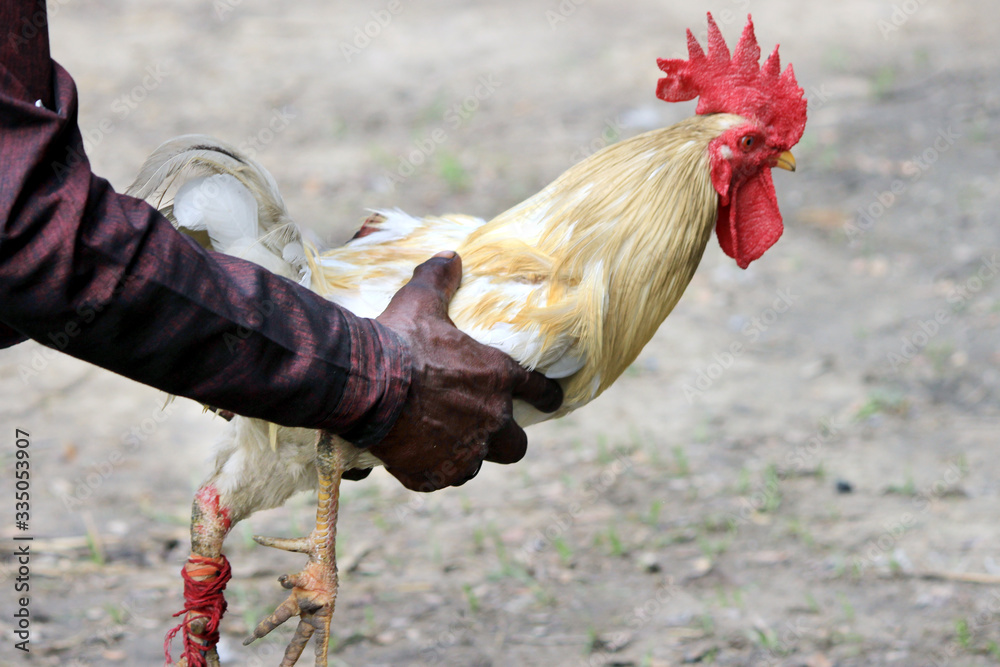 Preparation of traditional cockfighting competition in India. Fighter ...