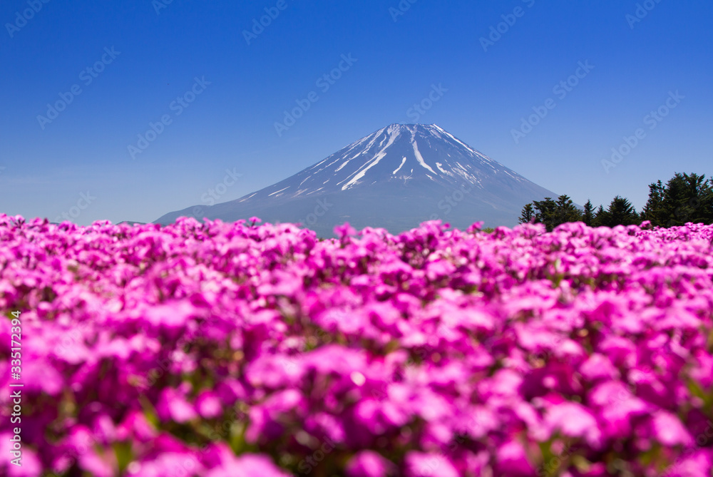 Mt. Fuji and enjoy the cherry blossom at spring every year. Mt. Fuji is ...