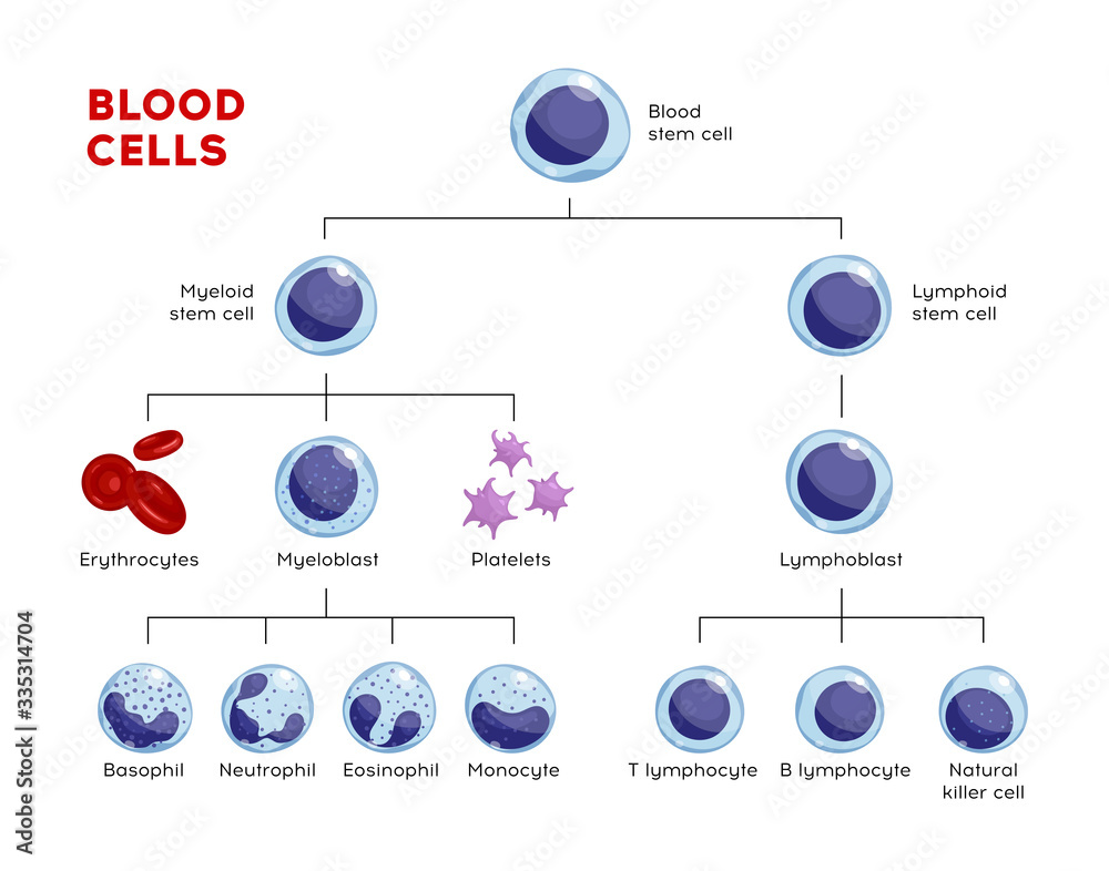 Vector types of blood cells. Erythrocytes, eosinophil, neutrophil ...