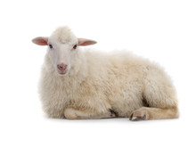 Sheep Free Stock Photo - Public Domain Pictures