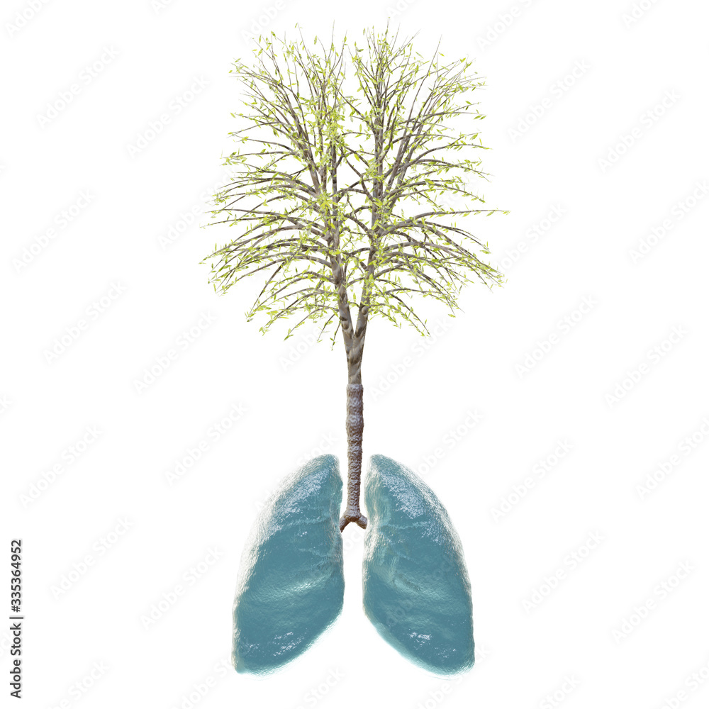 Lung breath tree isolated on white background, Green environment ...