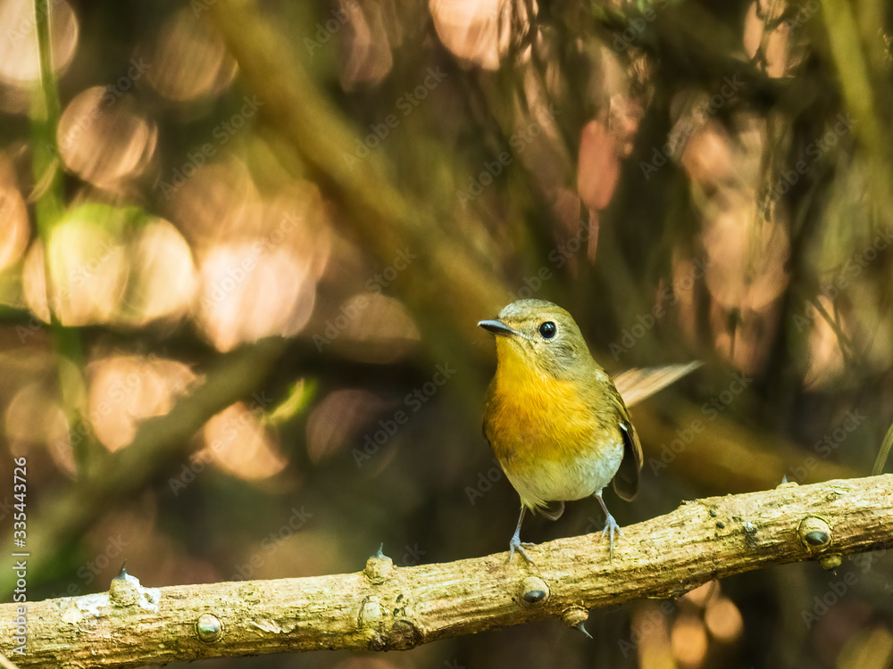 Stock-Foto „The Brown-cheeked Fulvetta (Alcippe poioicephala) is a ...