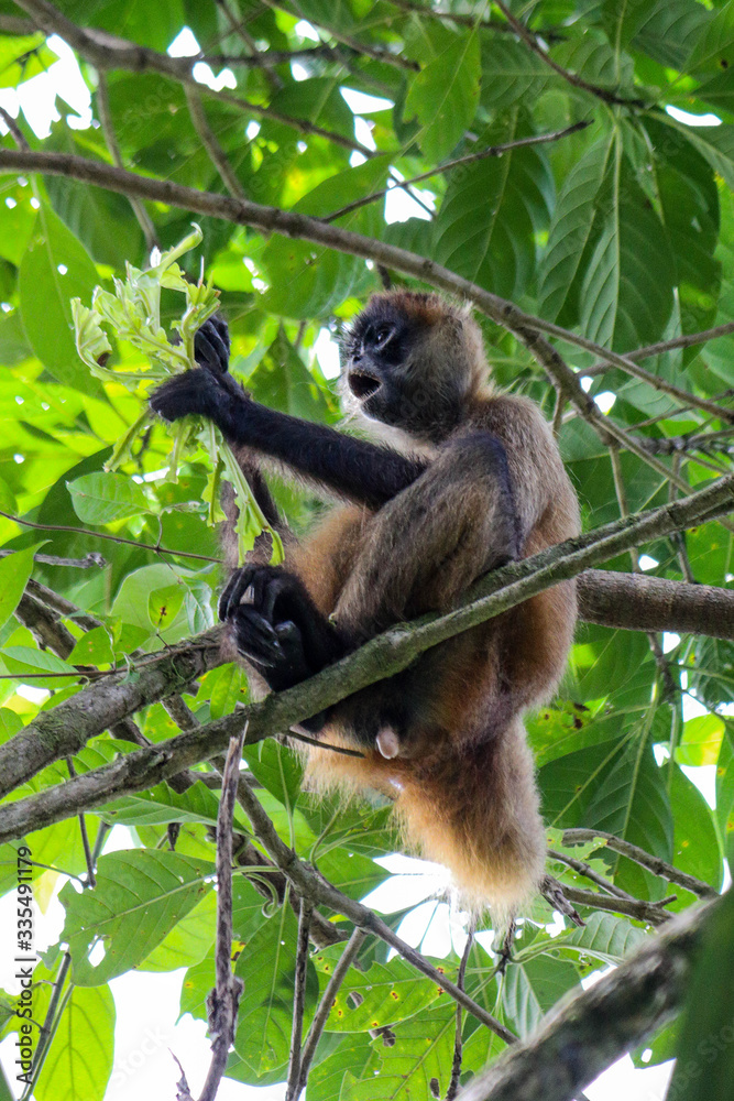 wild and free spider monkey sitting in tree and eating leaf, Costa Rica ...