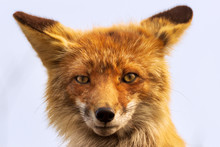 Fox Close-up Free Stock Photo - Public Domain Pictures