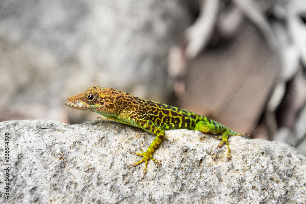 colorful lizard Anolis marmoratus, Leopard anole or Guadeloupean anole ...