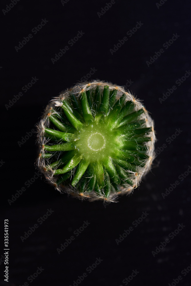 Cross section of Mammillaria spinosissima cactus Stock Photo | Adobe Stock