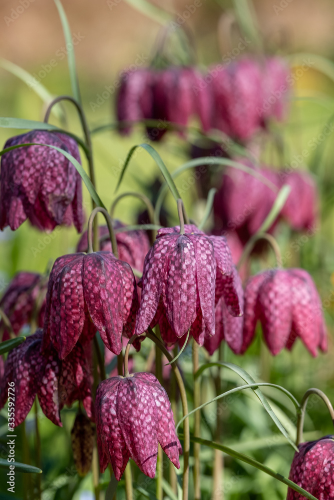 snake's head fritillary flowers, photographed at Eastcote House Gardens ...