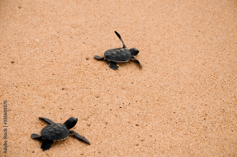 Foto de Stock Two little turtles crawl along the sand on the ocean to ...