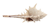 Sea Shell Free Stock Photo - Public Domain Pictures