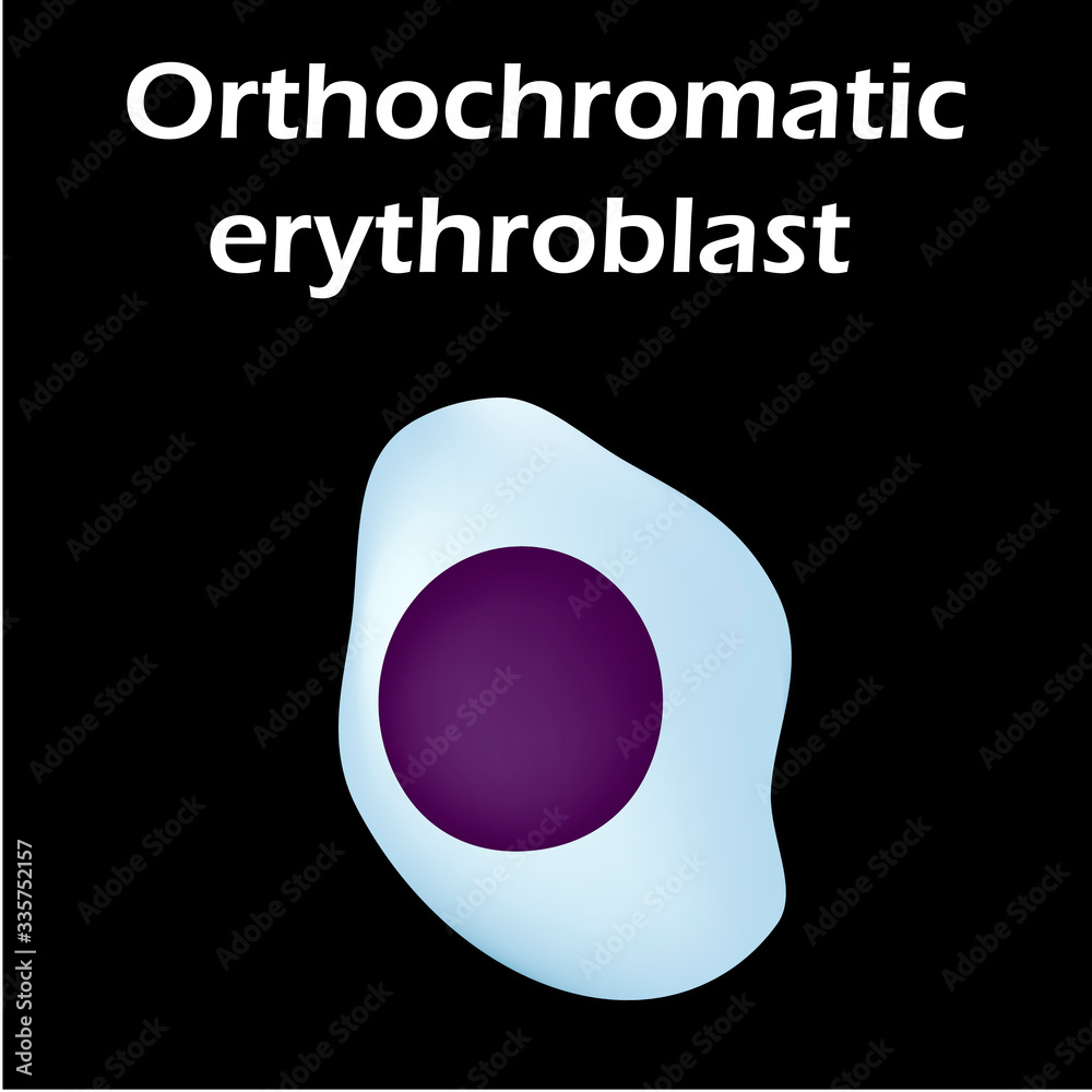 The structure of the erythrocyte. Erythrocyte blood cell. The structure ...