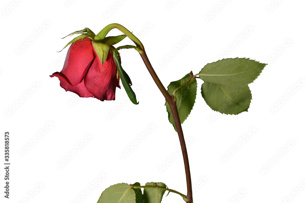 There is a withered rose on the white background Stock Photo | Adobe Stock