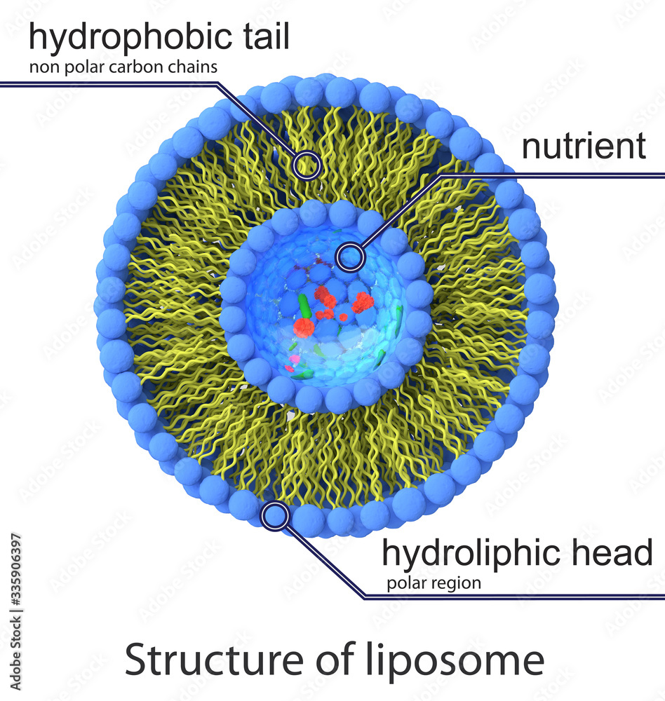 Structure of liposome, phospholipid, micelle, 3d render illustration ...