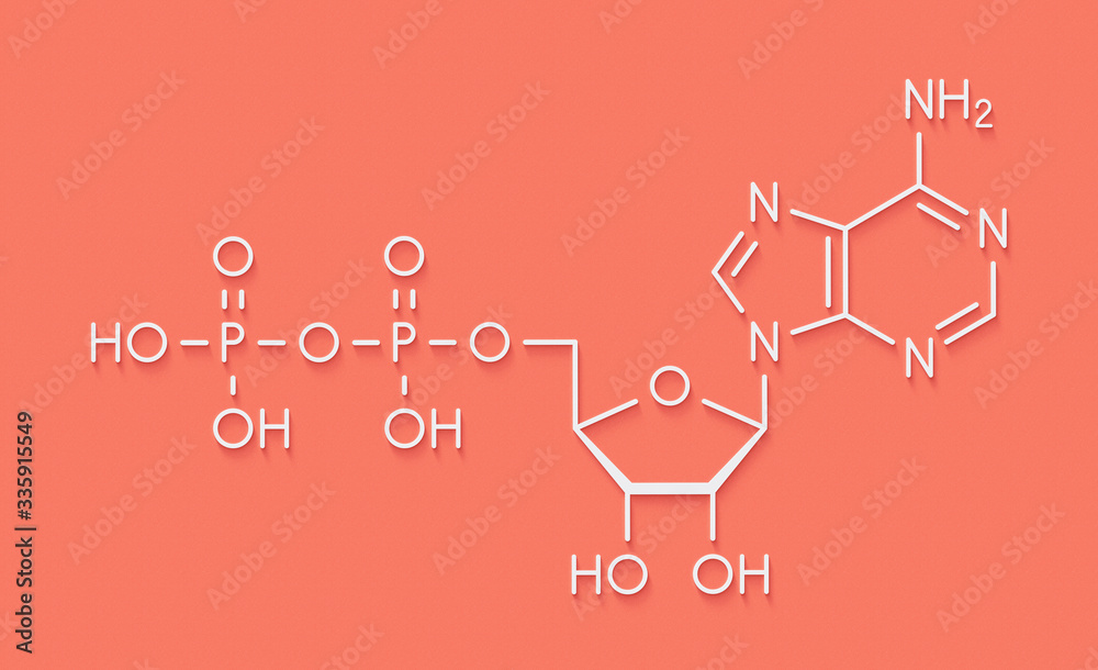 Adenosine diphosphate (ADP) molecule. Plays essential role in energy ...