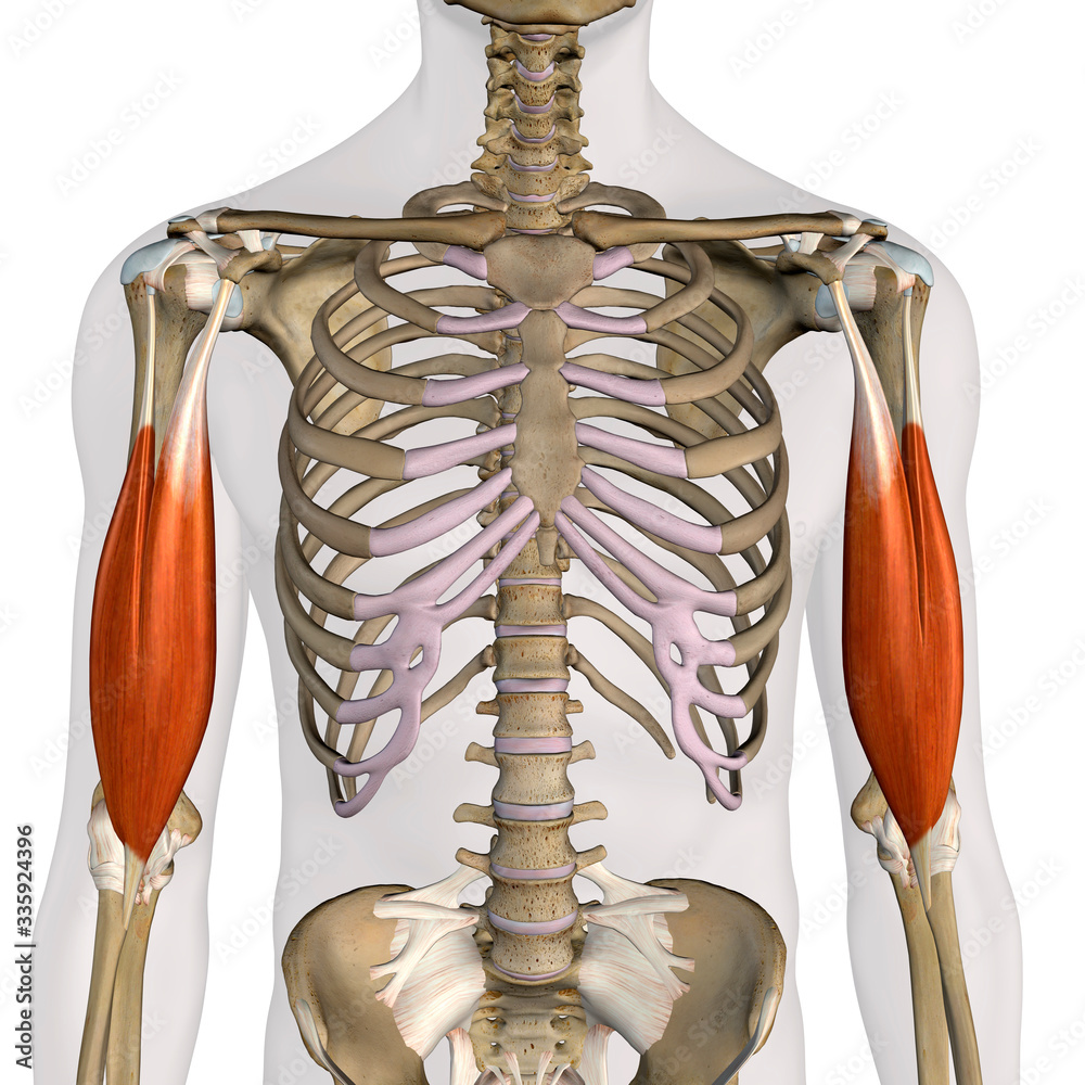 Biceps Brachii Muscles Isolated in Anterior View Anatomy on White ...