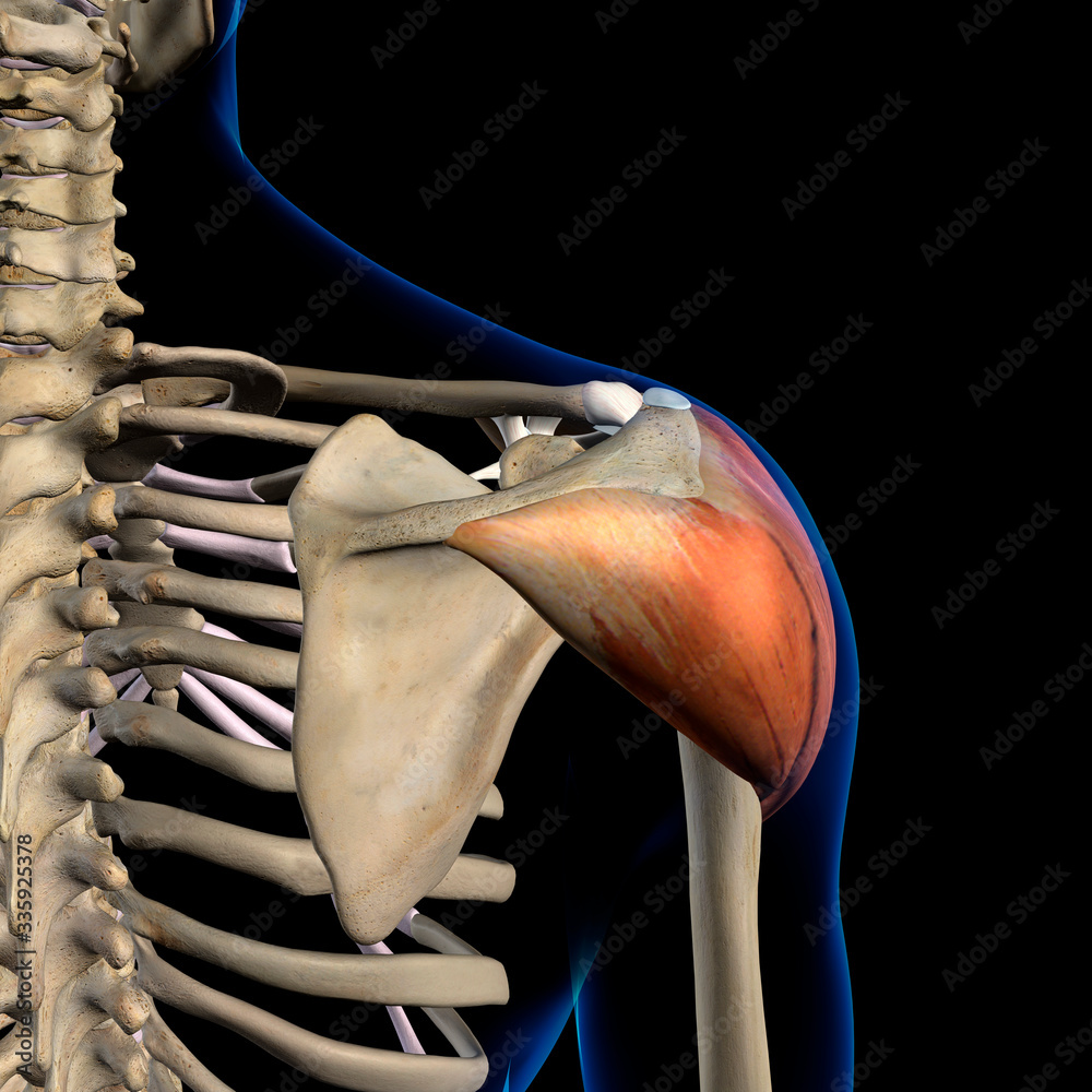 Deltoid Muscle Isolated in Posterior View Human Anatomy on Black ...
