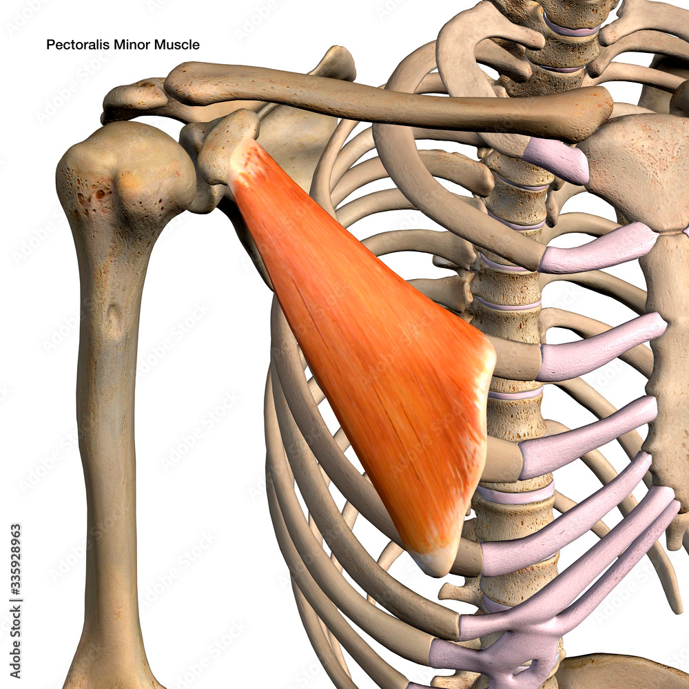 Pectoralis Minor Muscle Isolated in Anterior View Labeled Anatomy on ...