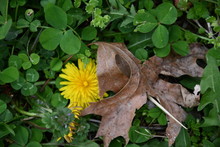 Dandelion In Clover Free Stock Photo - Public Domain Pictures