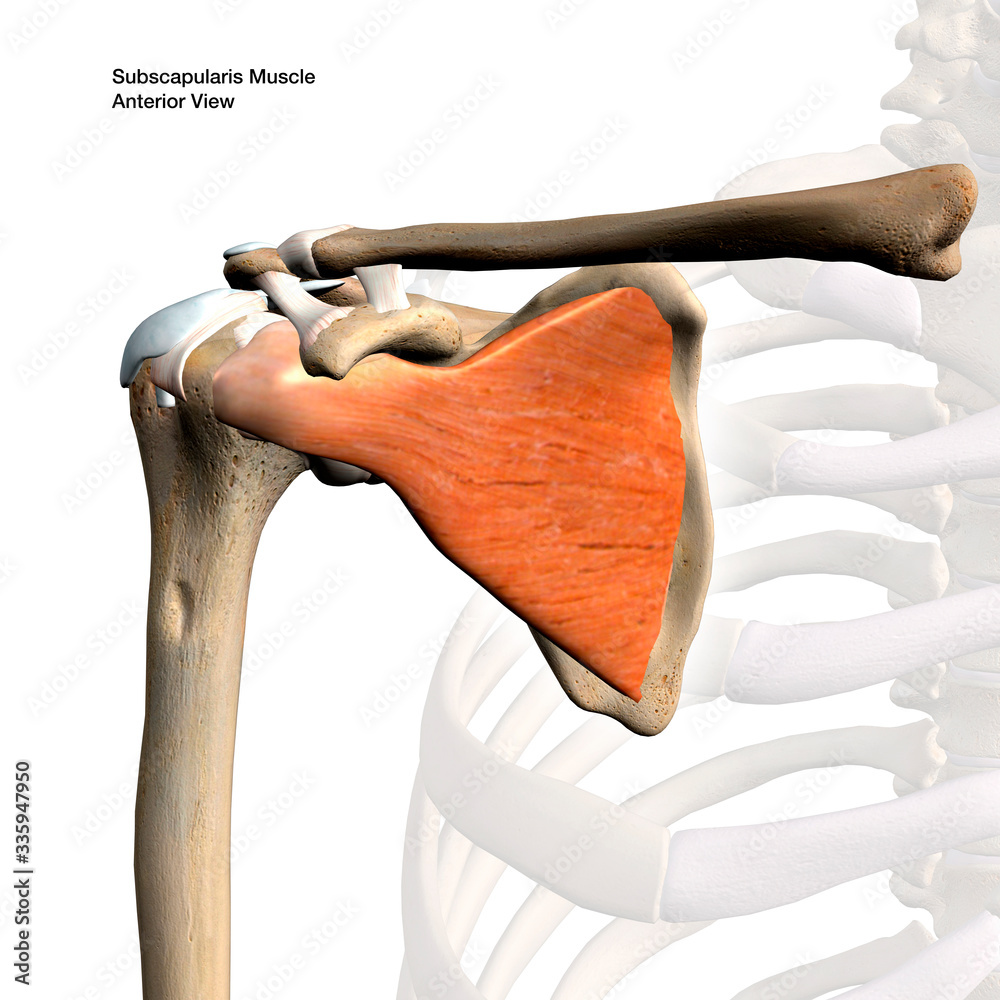 Subscapularis Muscle Isolated in Anterior View Labeled Anatomy on White ...