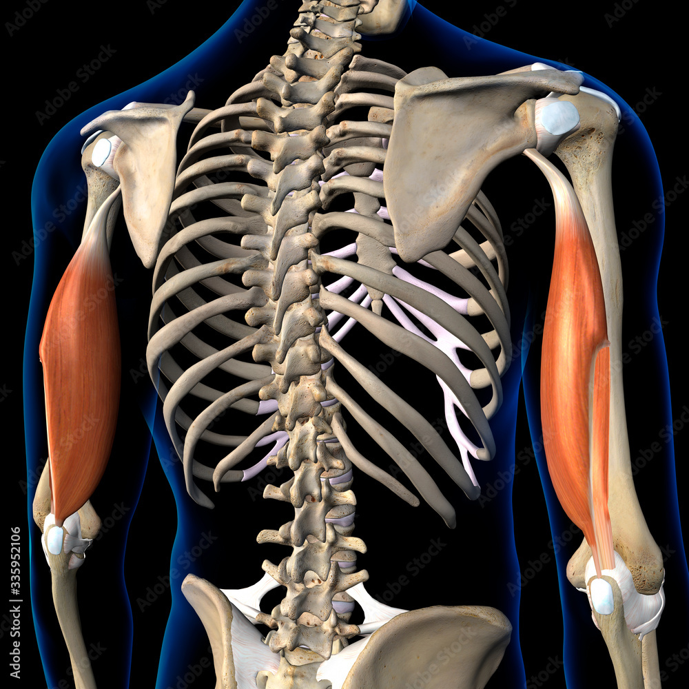 Triceps Brachii Muscles Isolated in Posterior View Human Anatomy ...