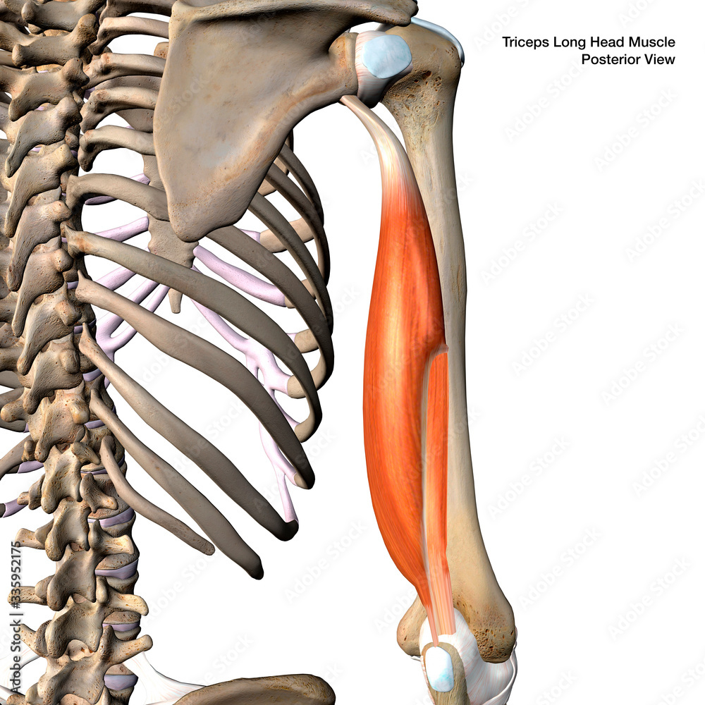 Triceps Brachii Muscle Isolated in Posterior View Human Anatomy Labeled ...