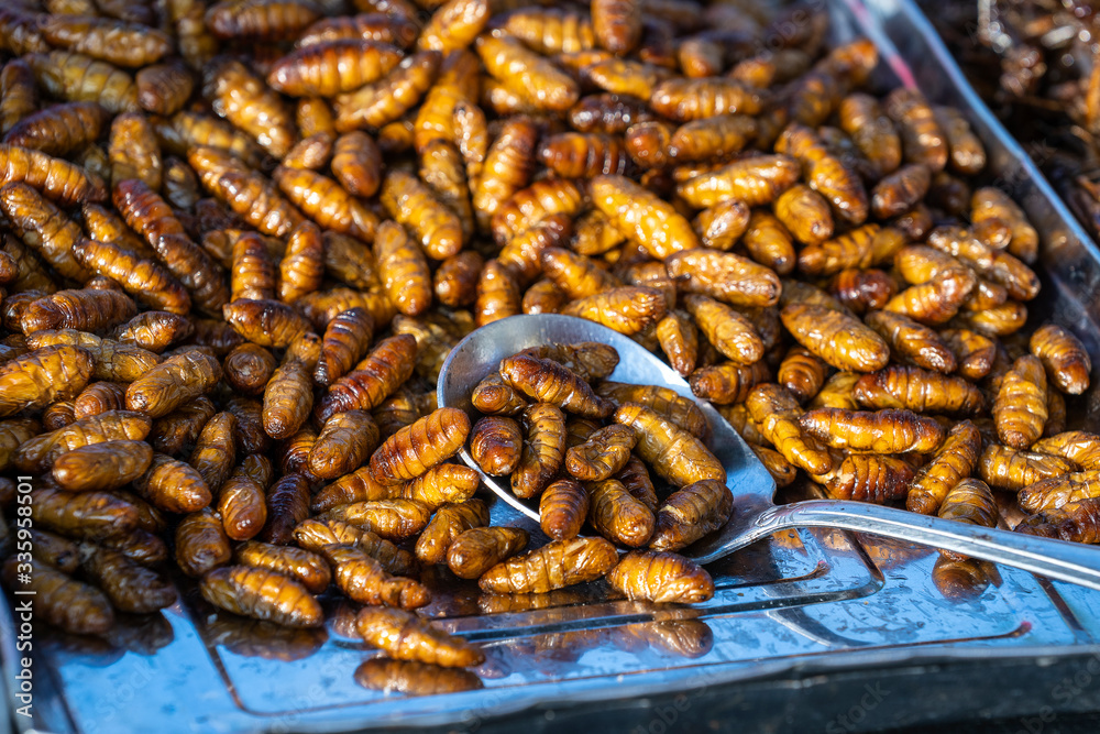 Pupa, silkworm fried food, fried insect larvae snack as exotic in ...